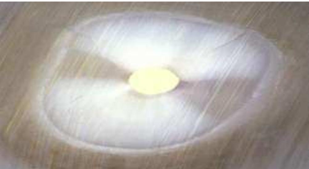 - transverse section of tooth viewed under light microscope