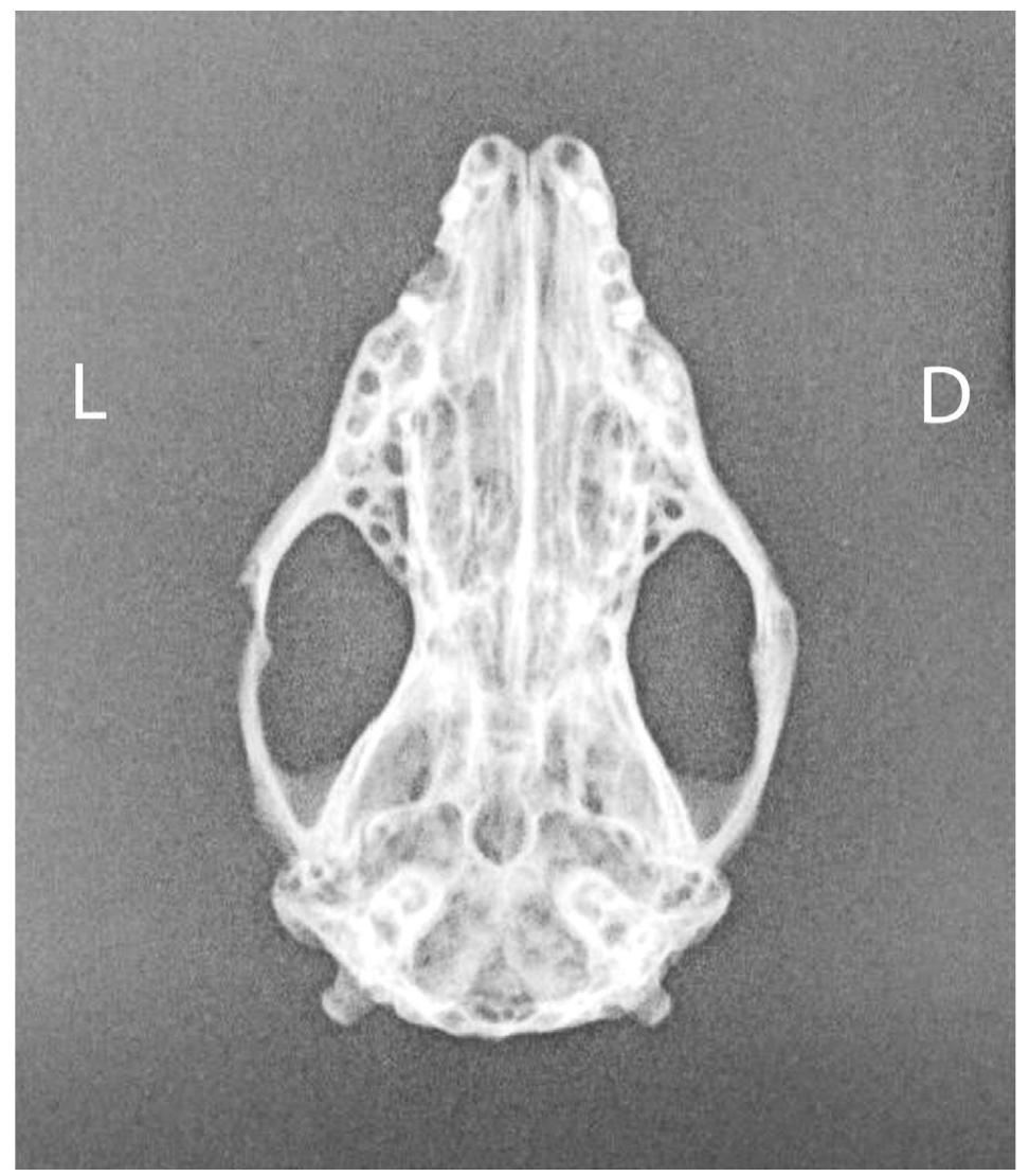 Shape of the zygomatic arches of the domestic africar