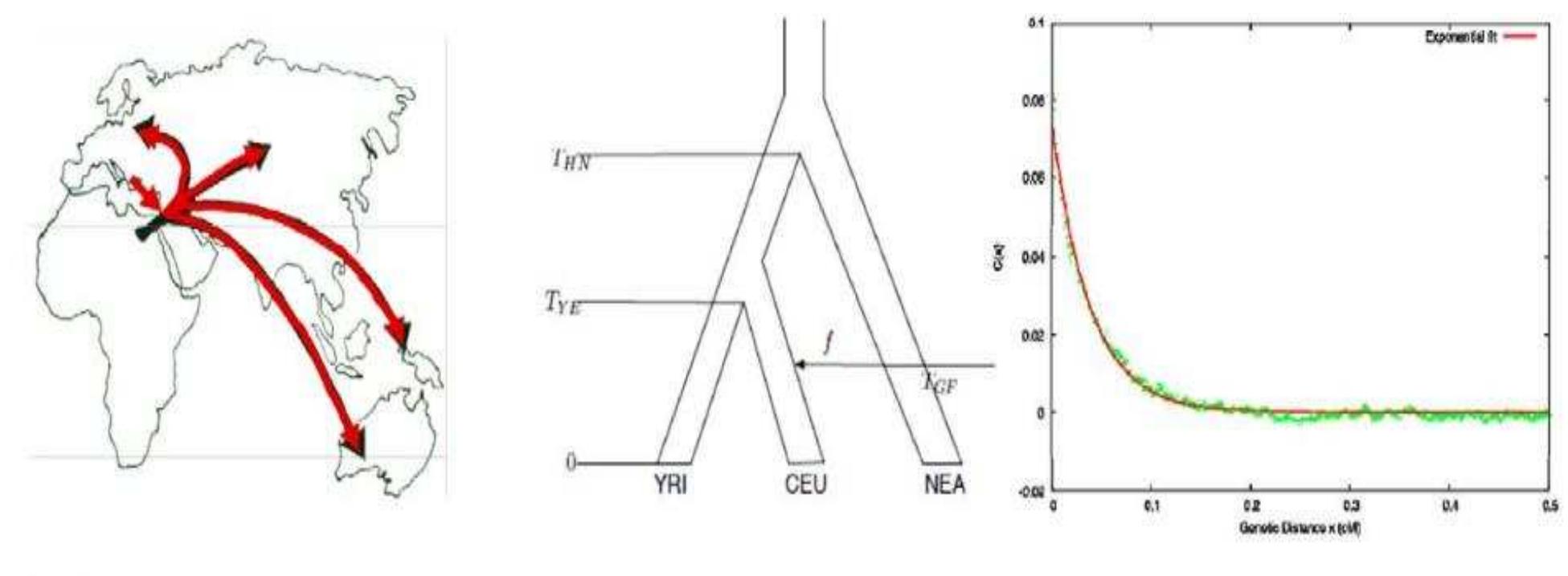 | late pleistocene modern human-neanderthal gene flow model