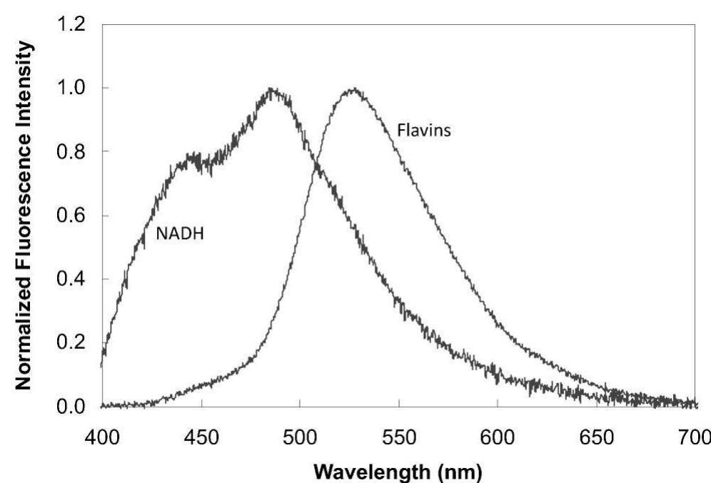 Normalized fluorescence spectra of nadh (25 ym) and fla-