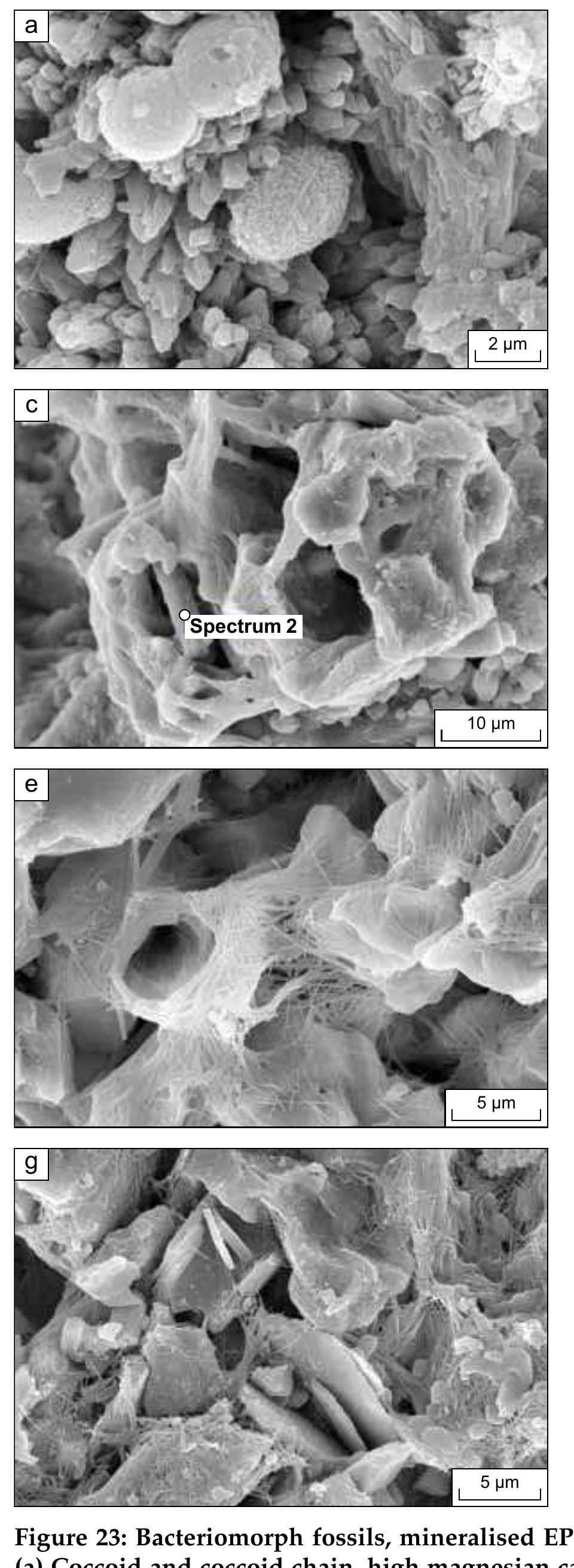 Figure 29 - Neoproterozoic microbialites in outcrops of the