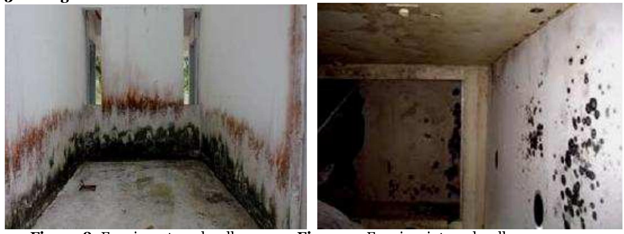 Mold and fungi are found everywhere either both indoors and