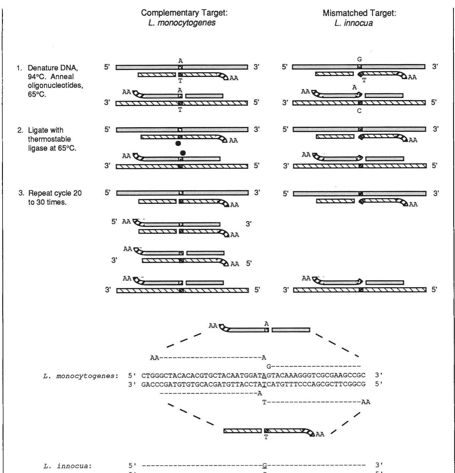 Figure 1 - from Ligase chain reaction (LCR)--overview and