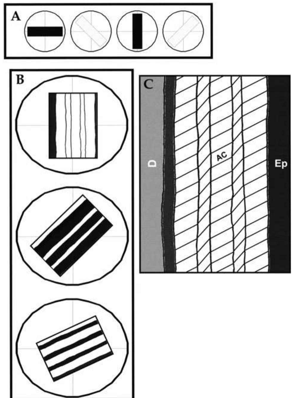(PDF) Polarizing microscopy identification of chemical diagenesis in ...