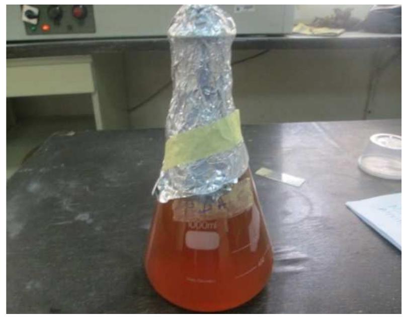 Potato dextrose agar (pda) trichoderma reseei mycelia that