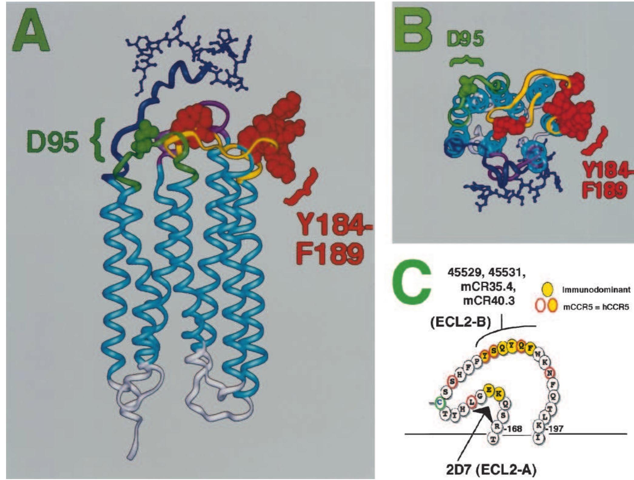 Fic. 7. schematic model of ccr5. a hypothetical model of