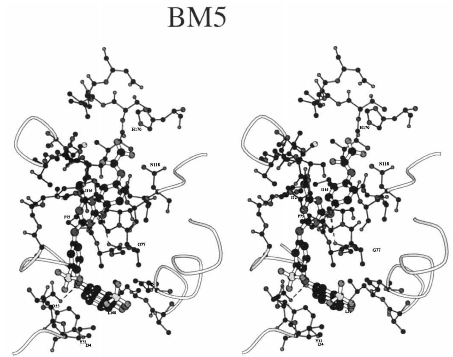 Stereodiagram of the ketocarboxyl-biomimetic dye bm5 in the