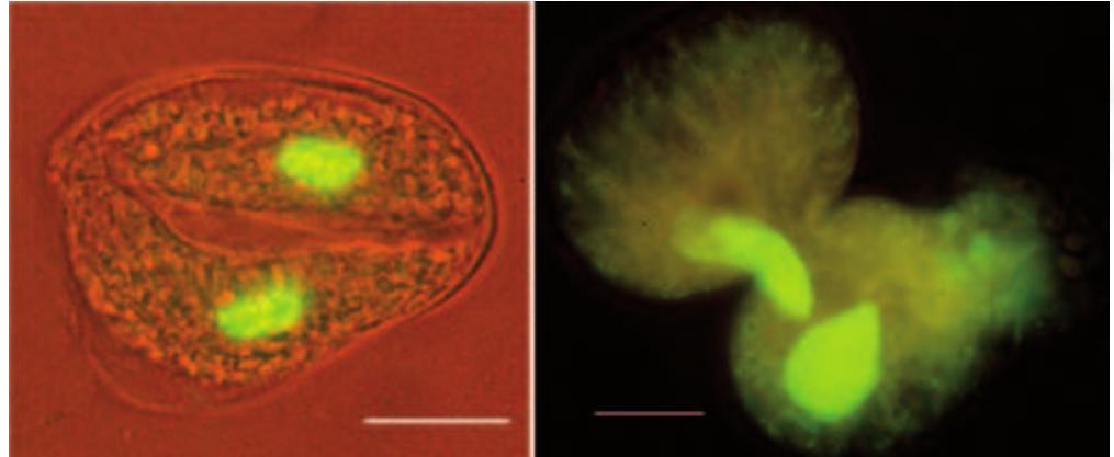 Light microscopy of mating cells (left) and an