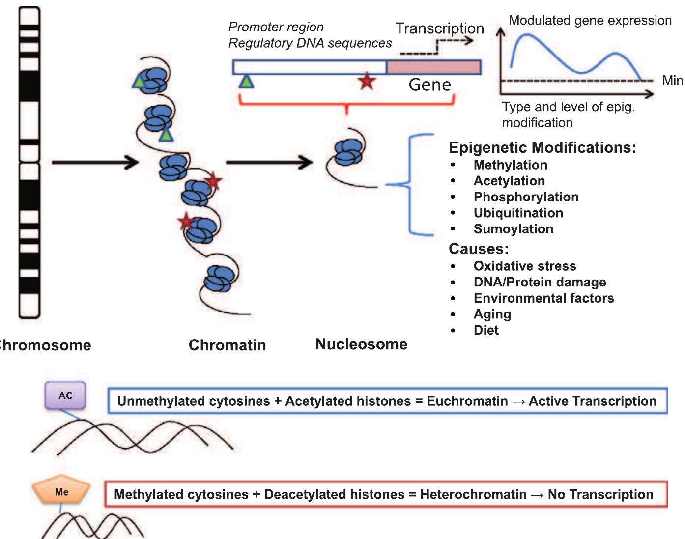 Model of epigenetic modifications according to current
