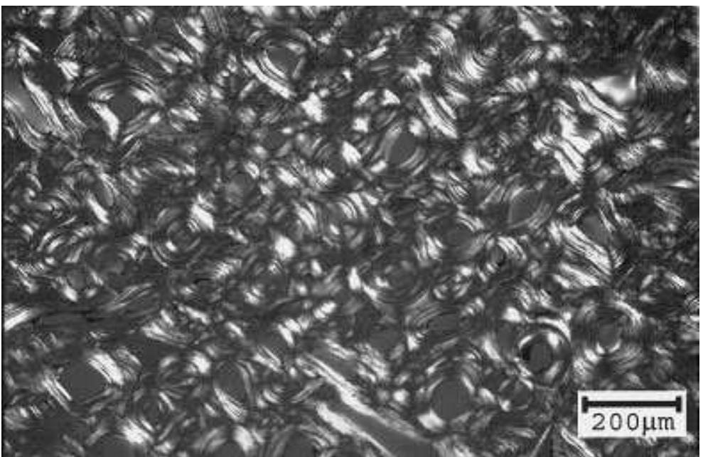 Microstructure of well-preserved ancient compact bone