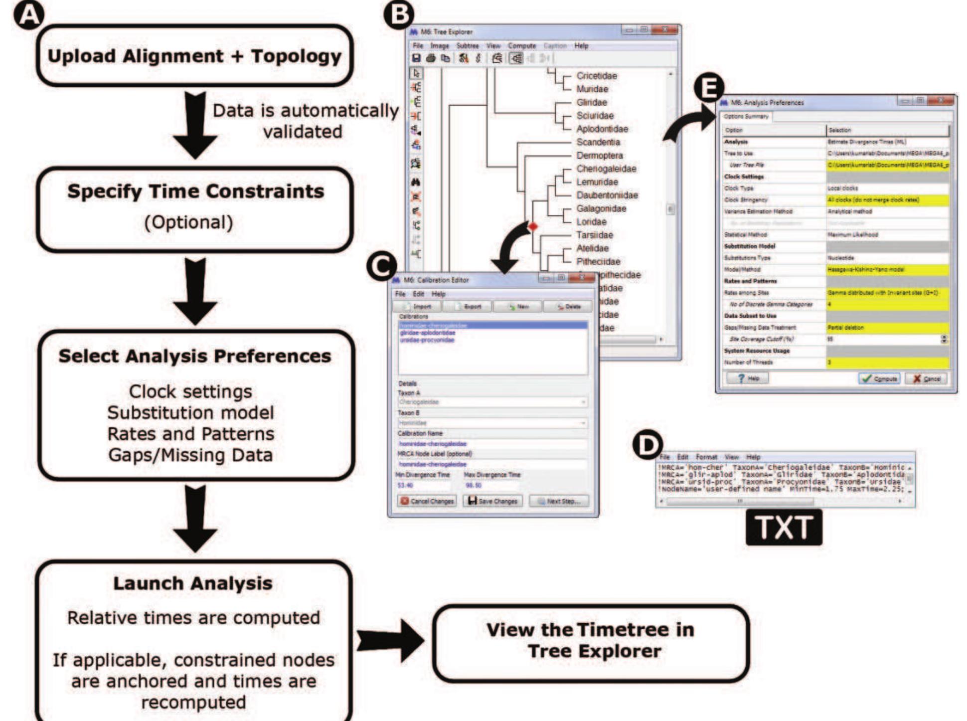 Fic. 3. (a) the flowchart of the timetree wizard. when