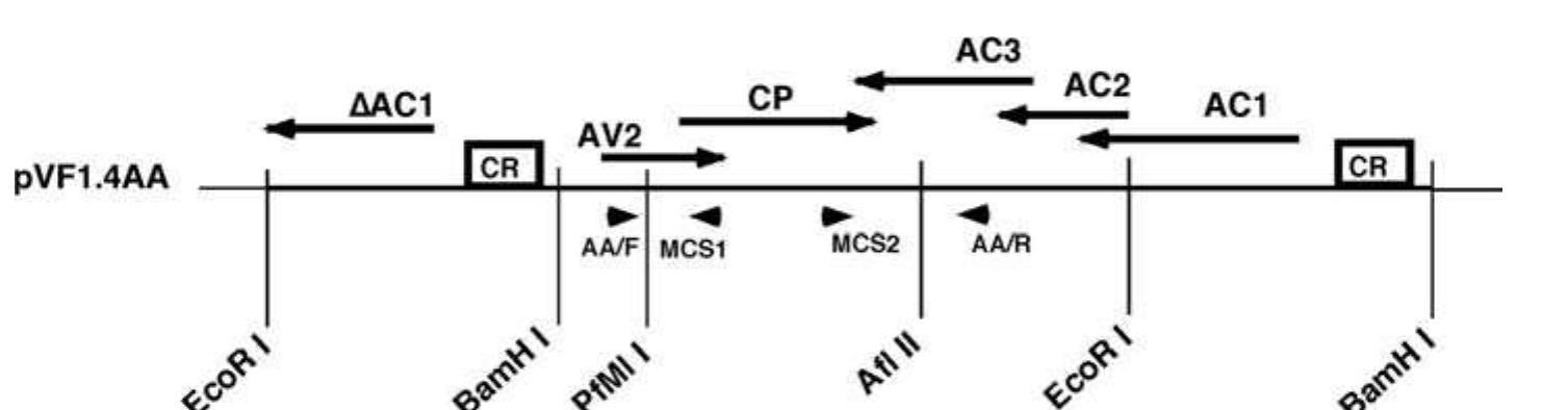 Restriction map of acmv-[cm] dna-a used as a vector in this