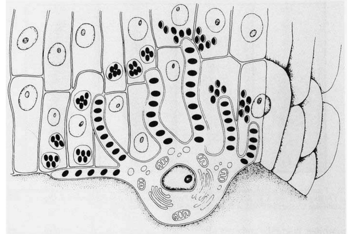 Epidermal melanin unit, showing the structural and