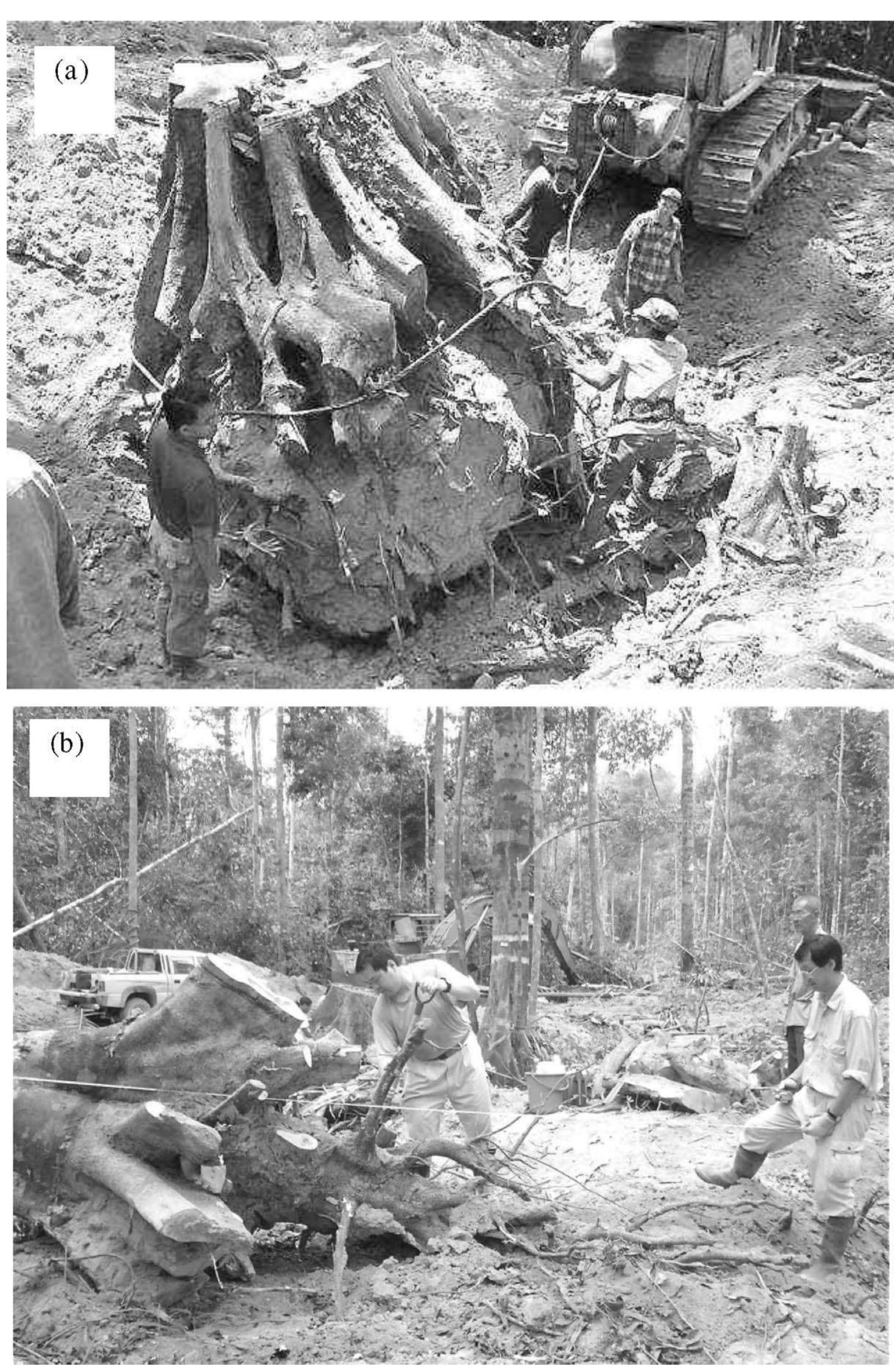 Two examples of root systems for the largest tree and the