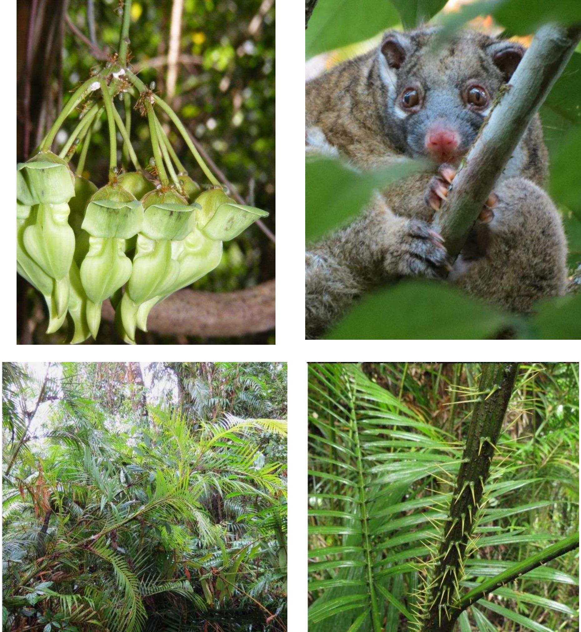 Forest edges of restoration sites [19, 21, 33, 88, 89],