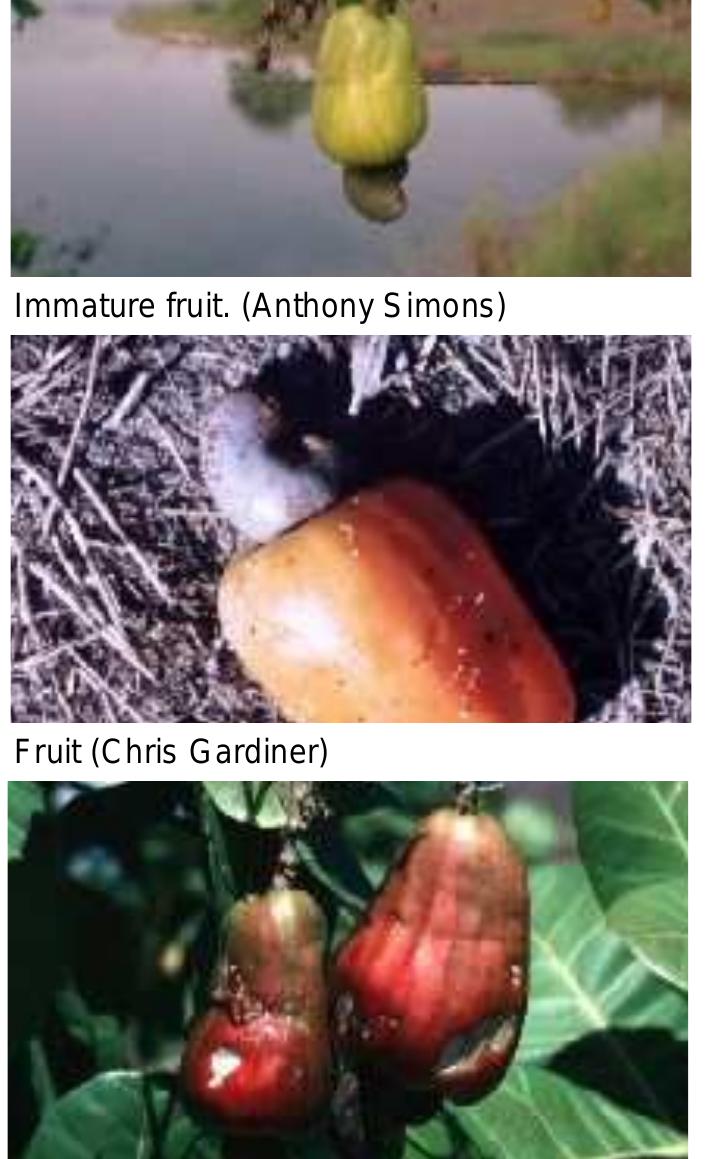 The inflorescence is a terminal panicle-like cluster