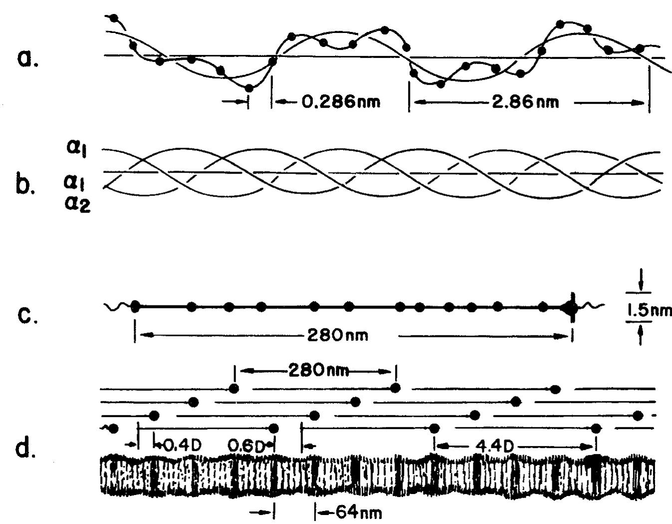 2 diagram depicting the formation of collagen, which can be