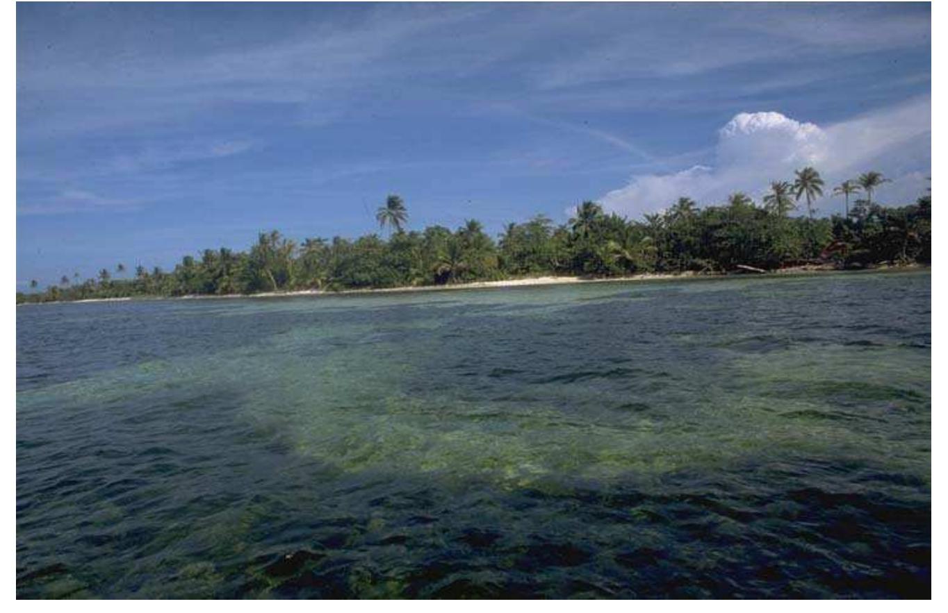 Figure 2 - Summary of Coral Cay Conservation's habitat