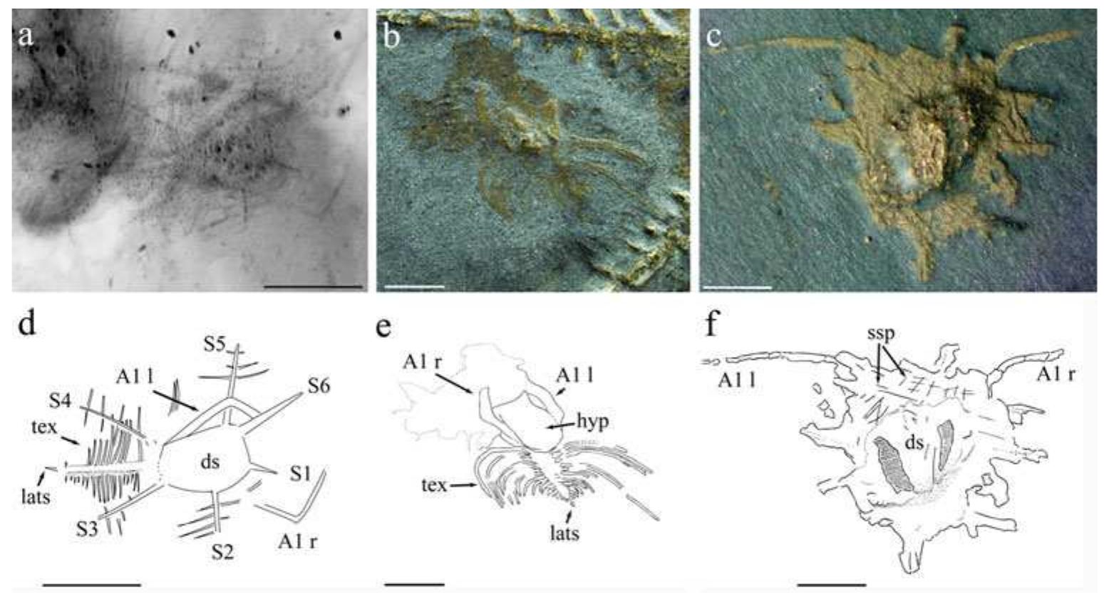 Appendages of m. hexagonalis are not well adapted for either