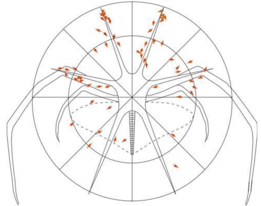 Schematic drawing of mimetaster hexagonalis with the