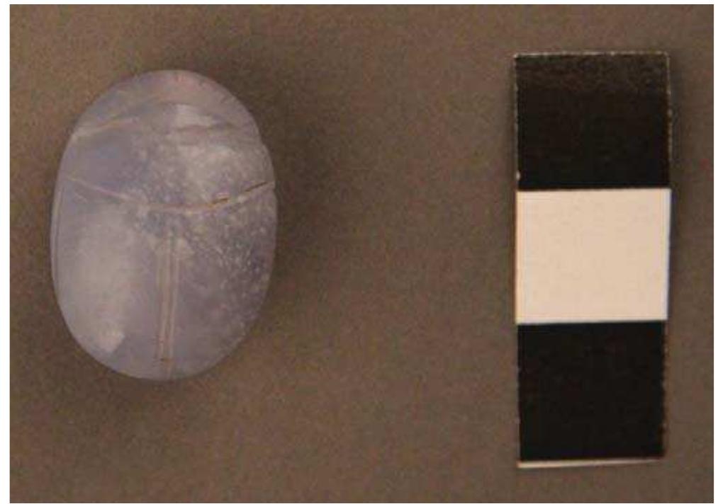 Meredith Brand - The American University In Cairo