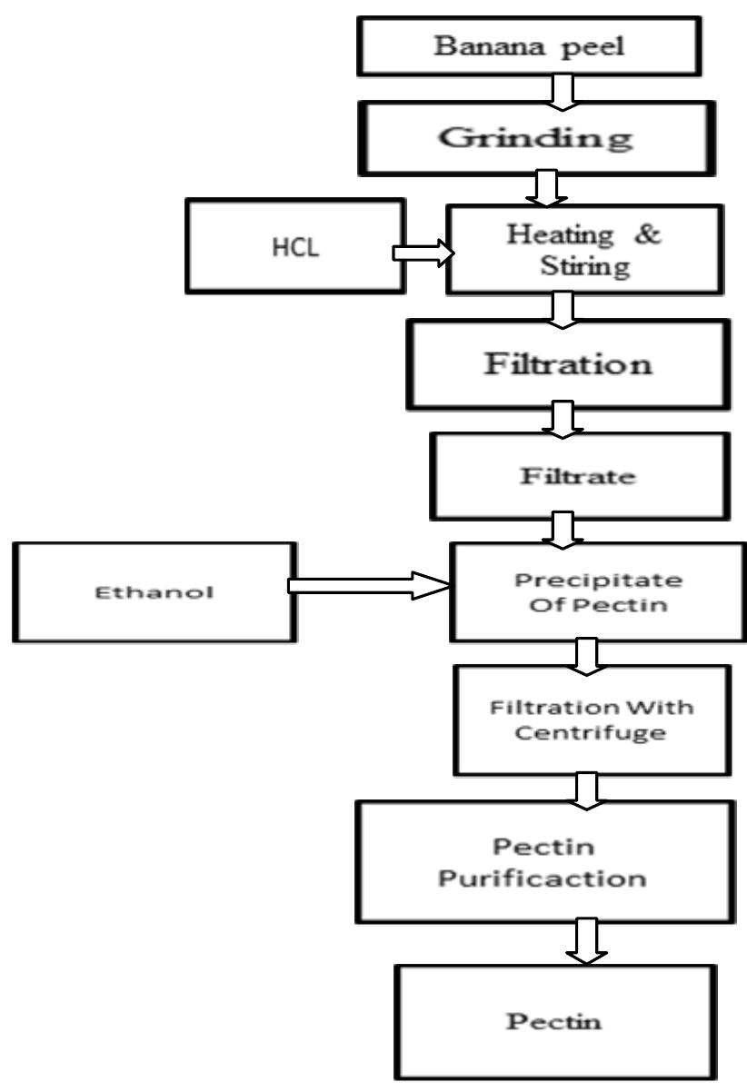 (PDF) Extraction of Pectin from Unripe Banana Peel