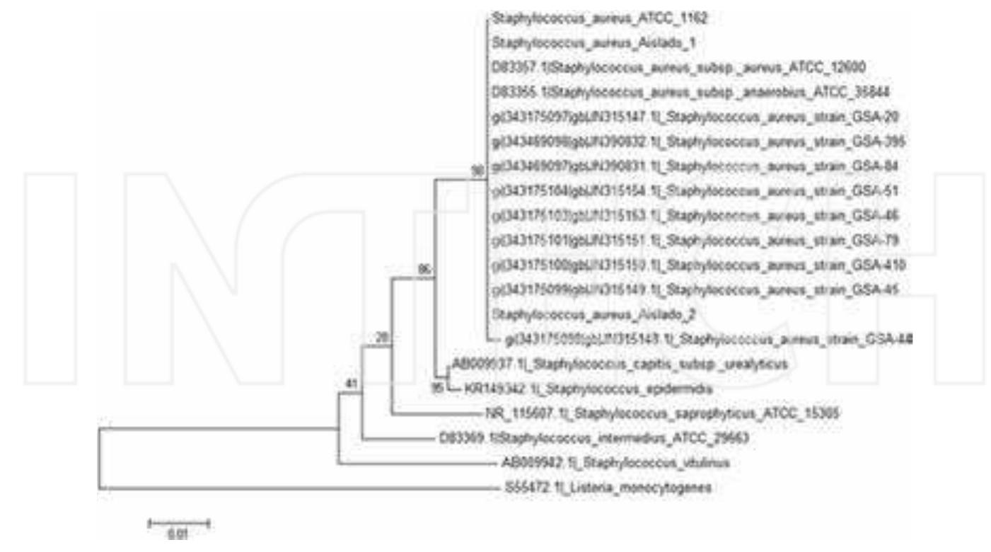 Phylogenetic tree of s. aureus maximum verisimilitude