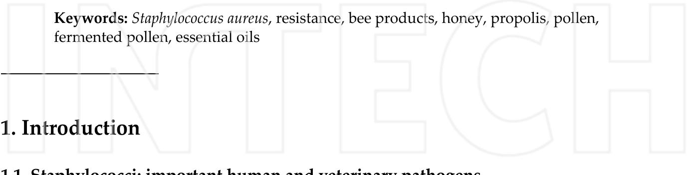 Bacteria of the genus staphylococcus are important human and