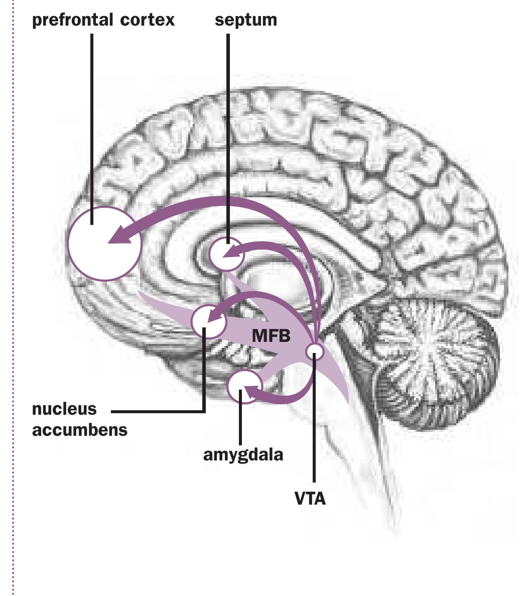 This illustrates the mesolimbic-dopamine reward pathway. the