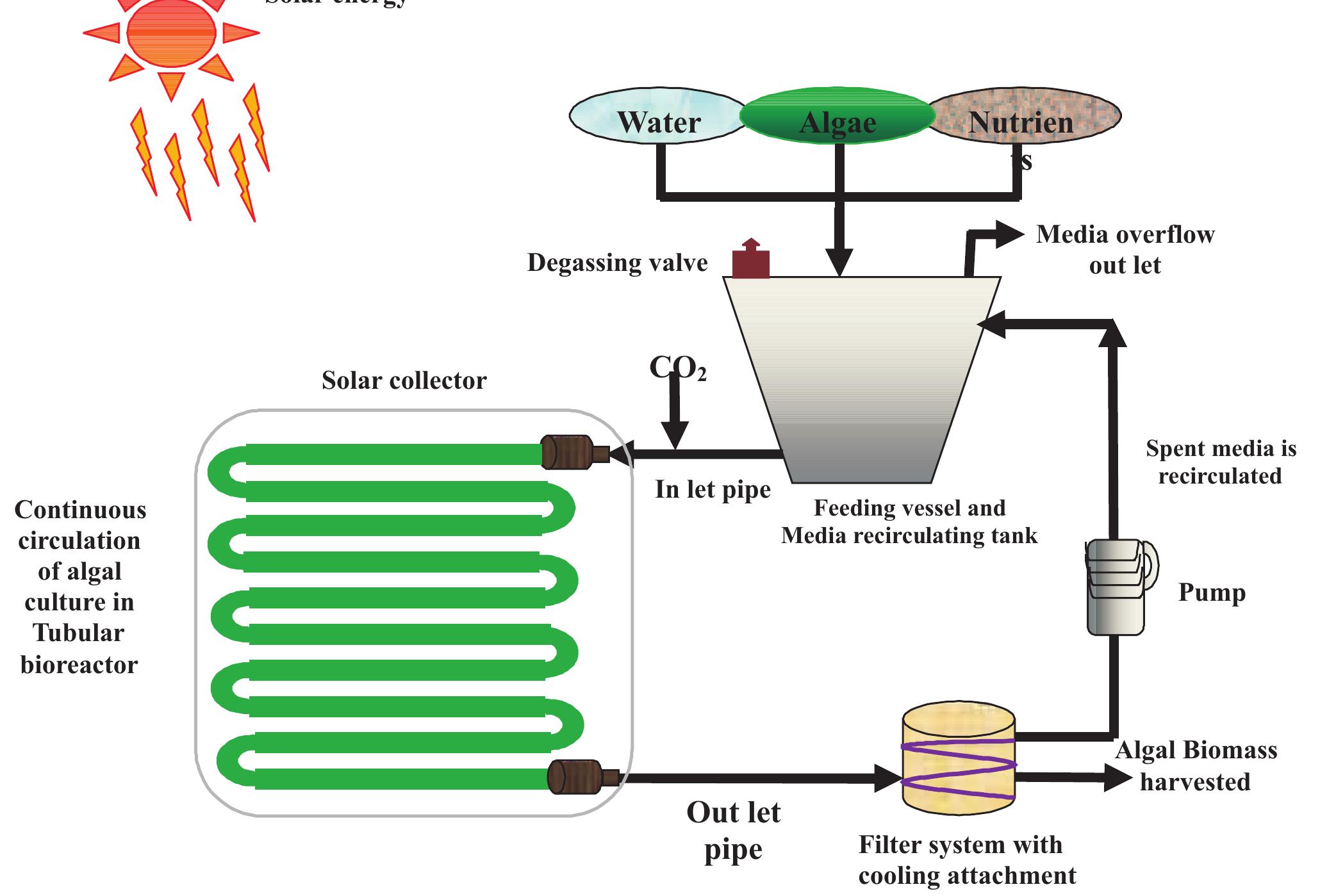 Schematic representation of algal biomass production in