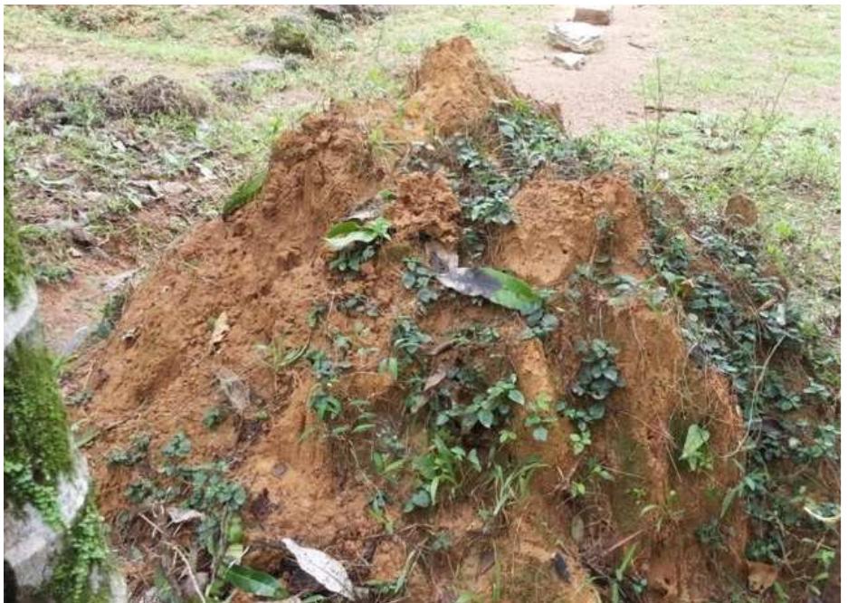 Figure 4 - from Termite Mounds: A Bio-inspired examination