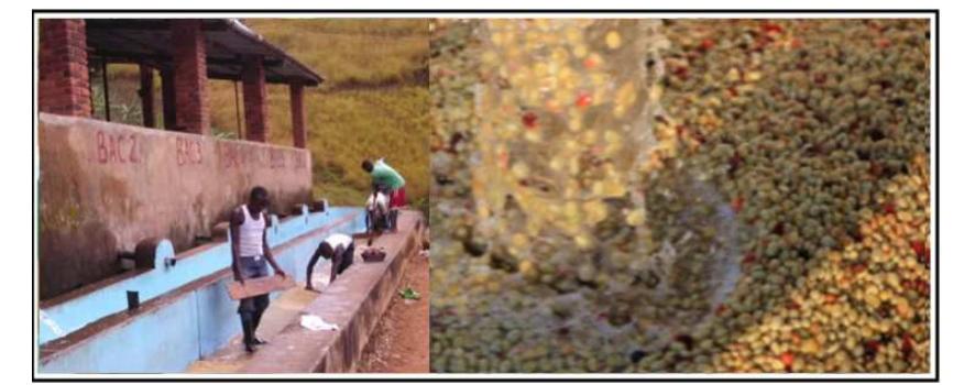 Fermentation process coffee washing stations are located in