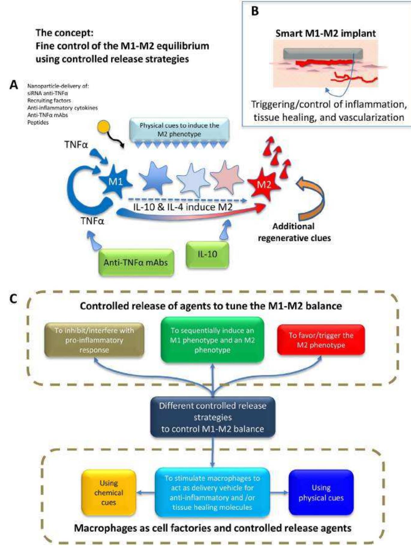 The progression of stages from the m1 to m2 phenotypes can