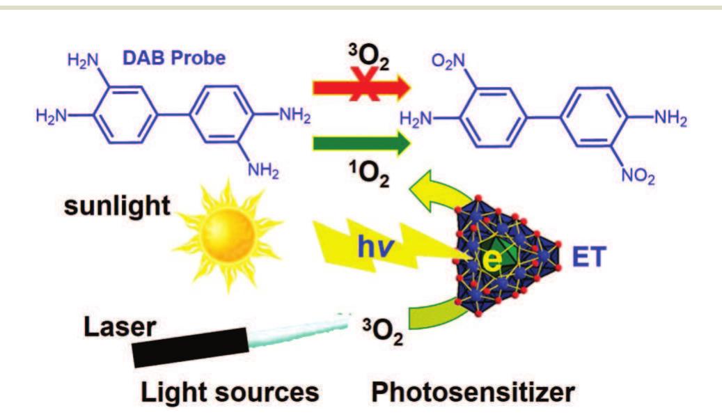 Schematic illustration of the photo-oxidation of dab into