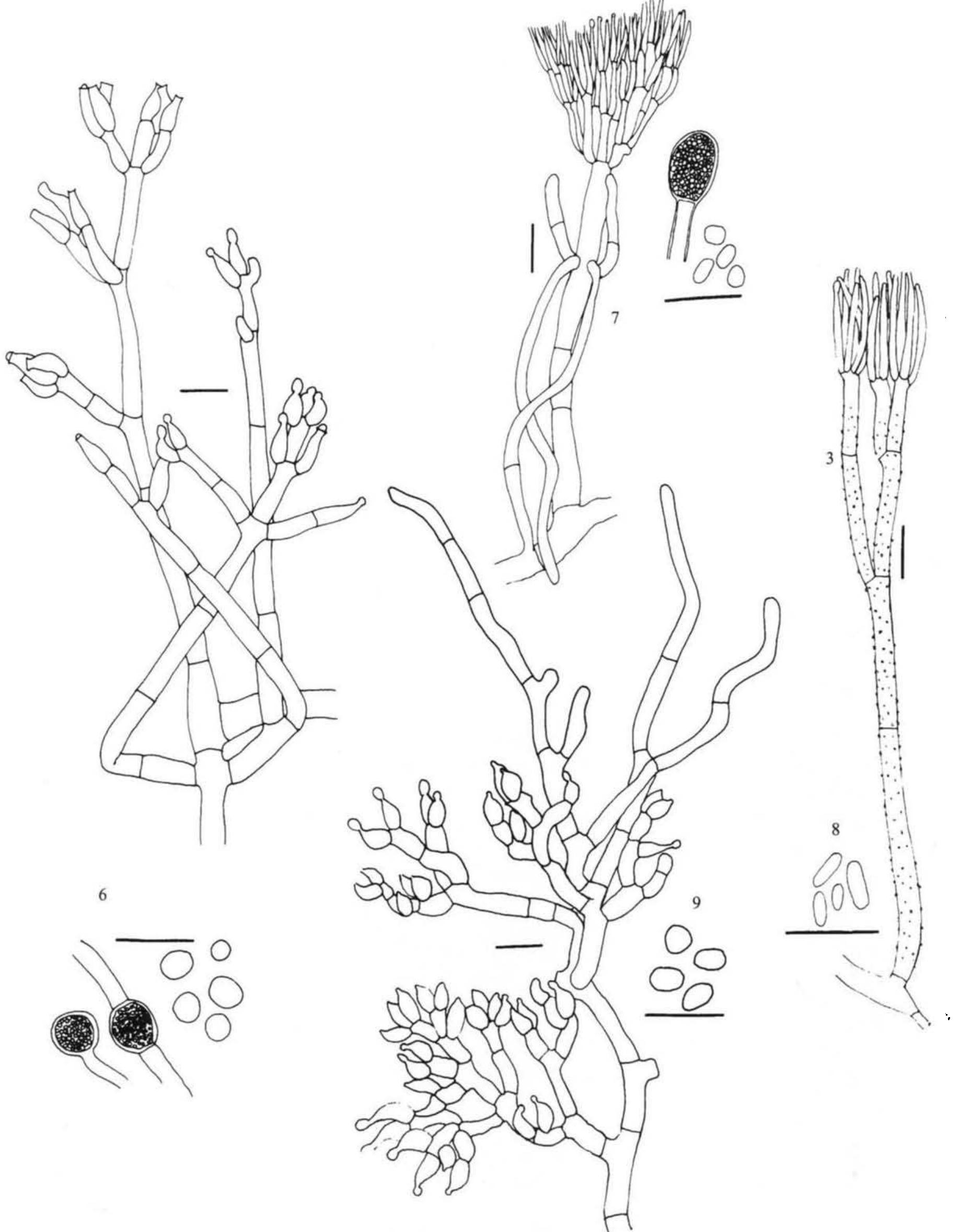 Figure 2 - from Trichoderma: a review of biology and