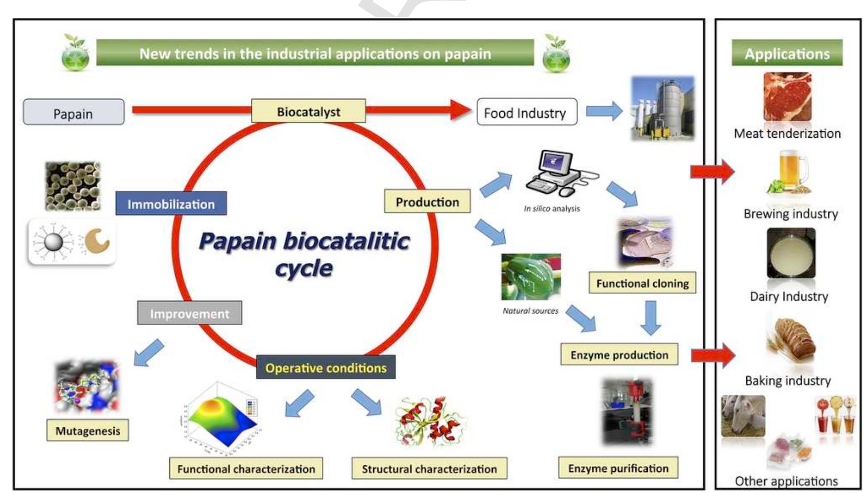 Complete biocatalytic cycle of papain. current techniques