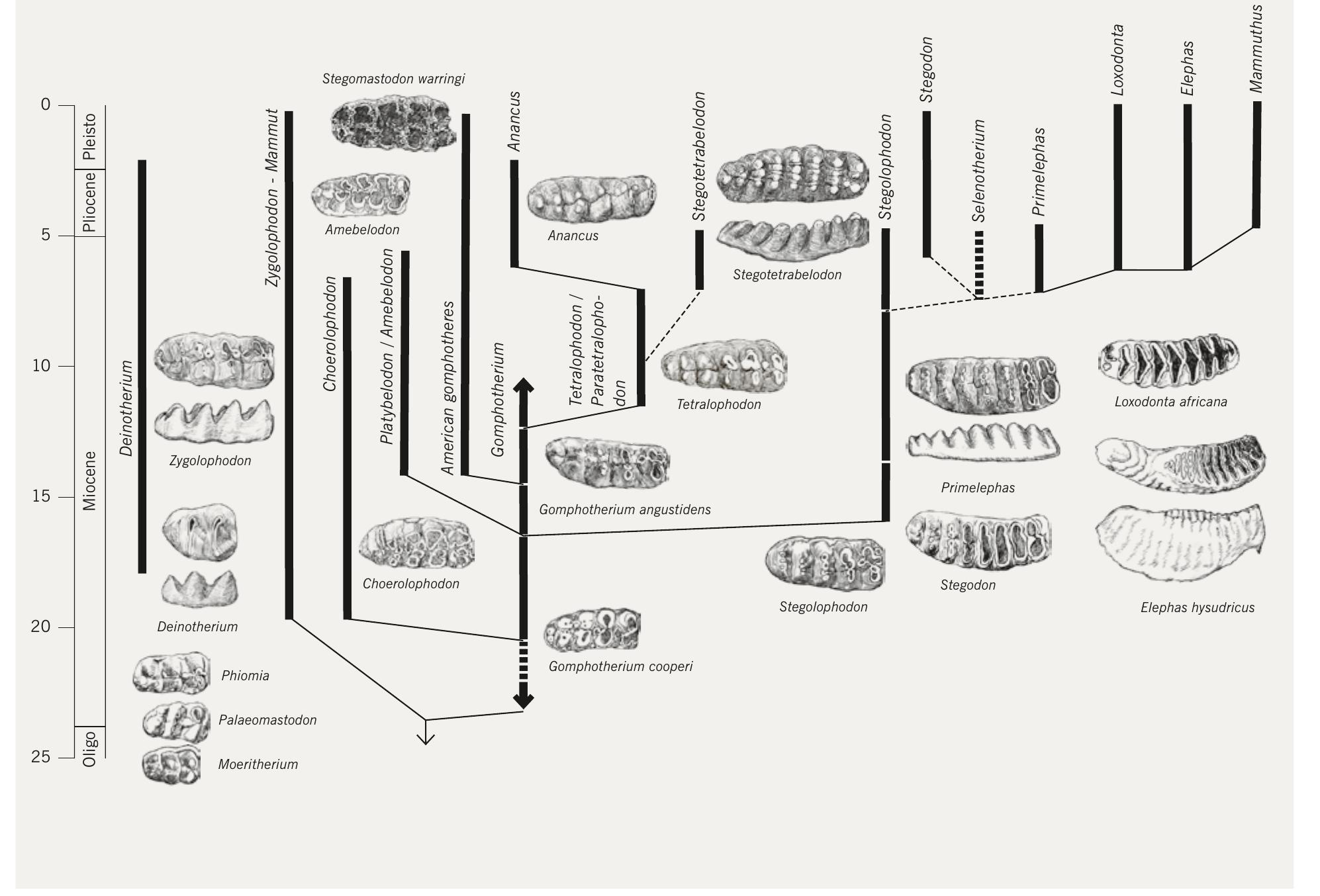 Upper and upper middle pleistocene. the americar mammut was