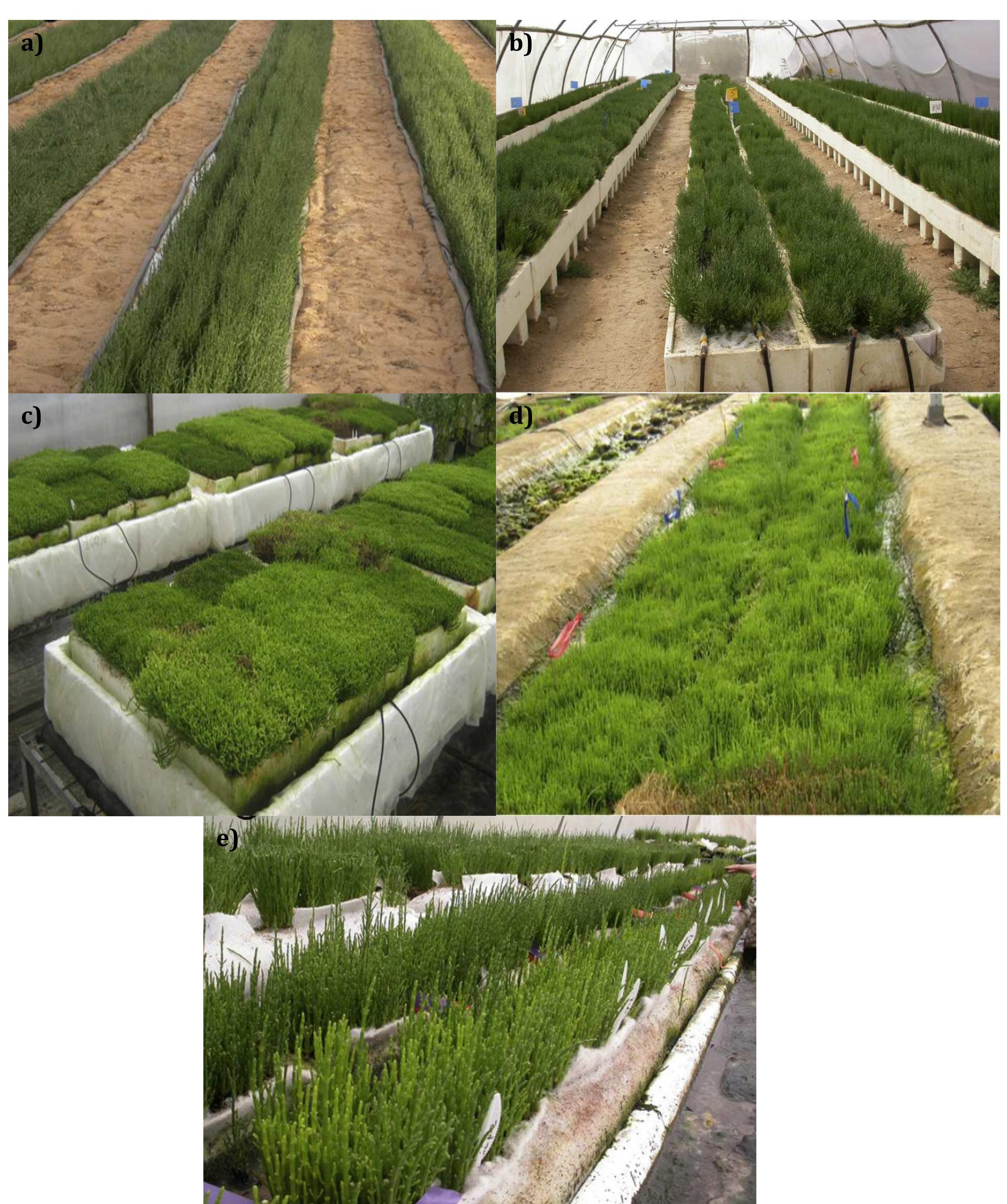 (PDF) Cultivating Salicornia europaea (Marsh Samphire)
