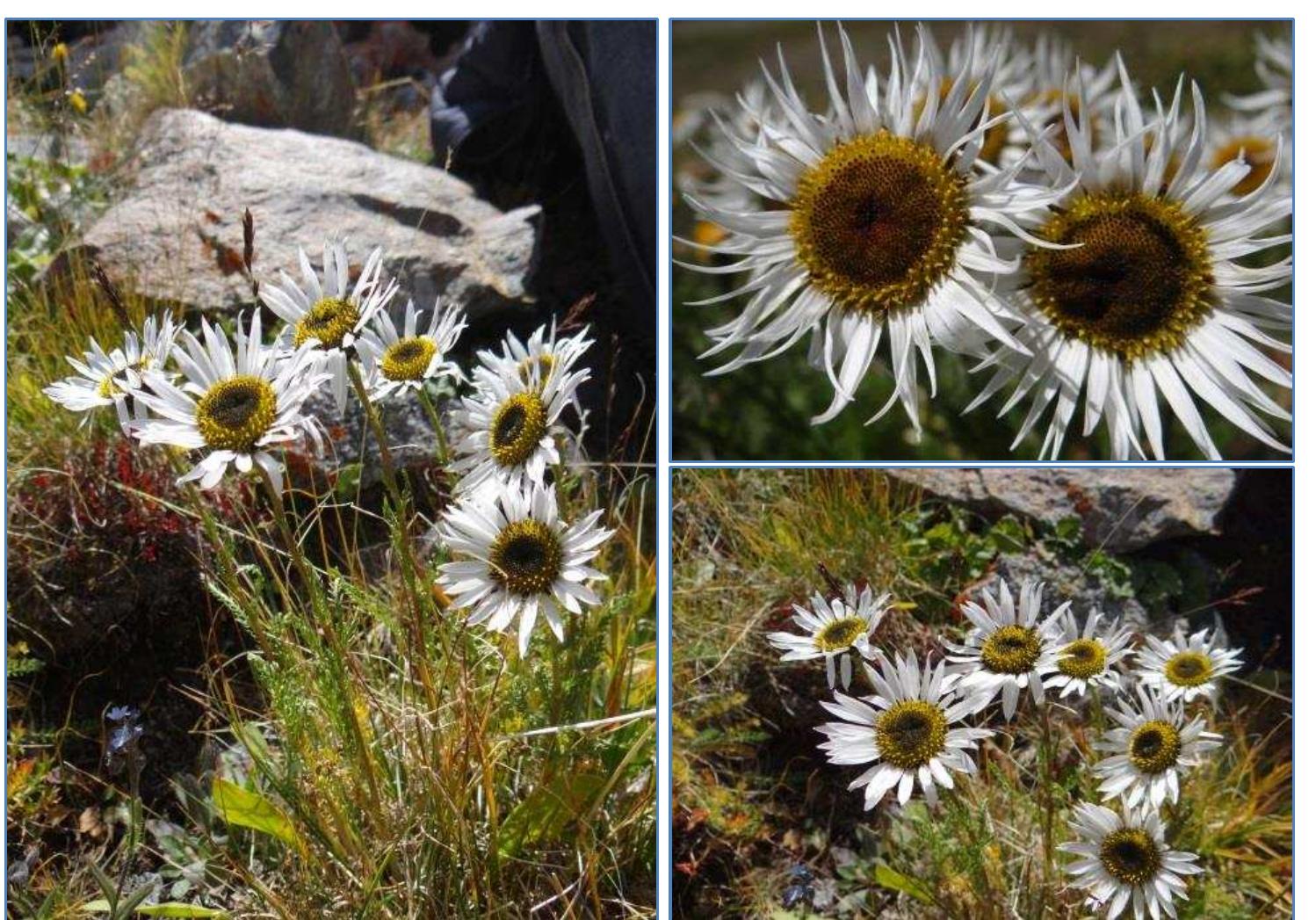 Photo 18. pyrethrum changaicum krasch. ex grubov 1955 (photo