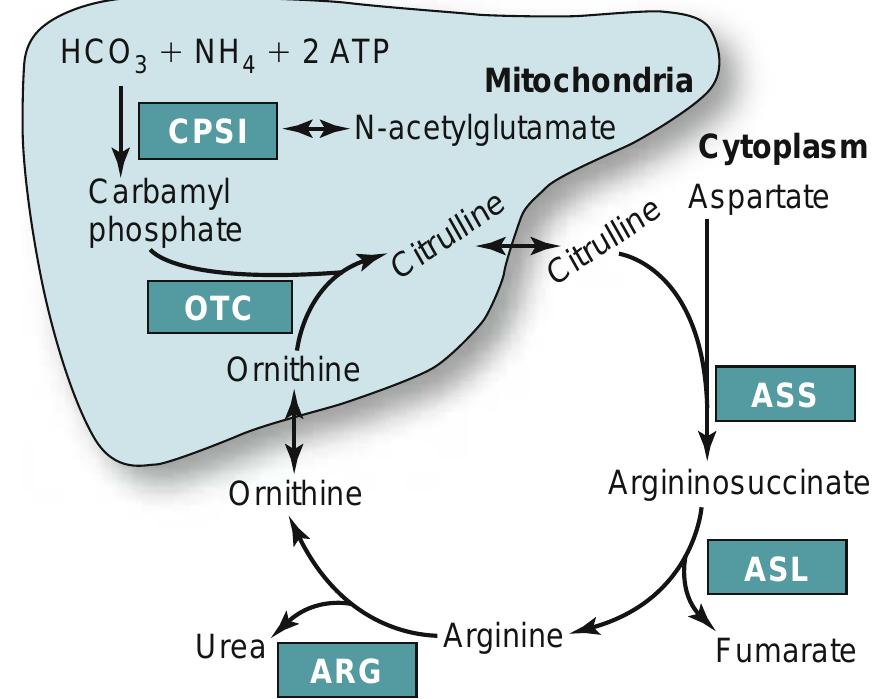 -2 ammonia metabolism and the urea cycle. cpsi, carbamyl