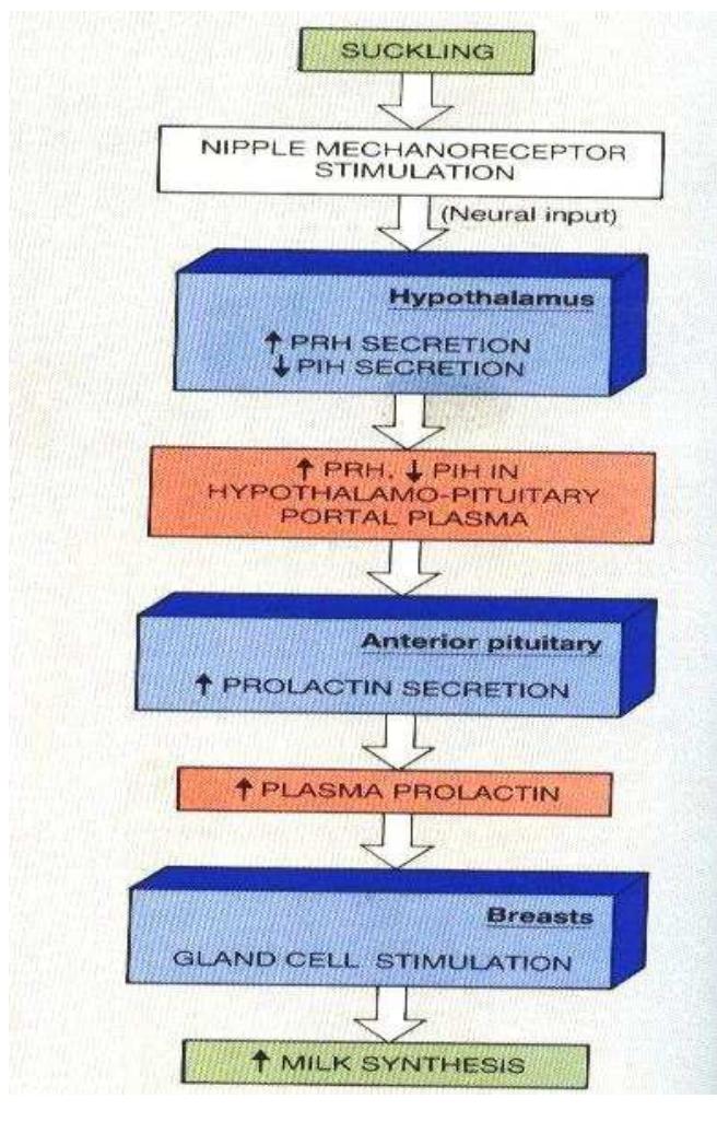 Secretion and milk ejection reflex. this reflex is triggered