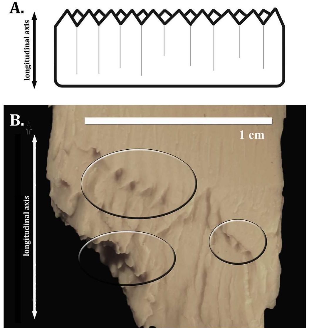 A schematic diagram of a sawtooth fracture feature (a) and a