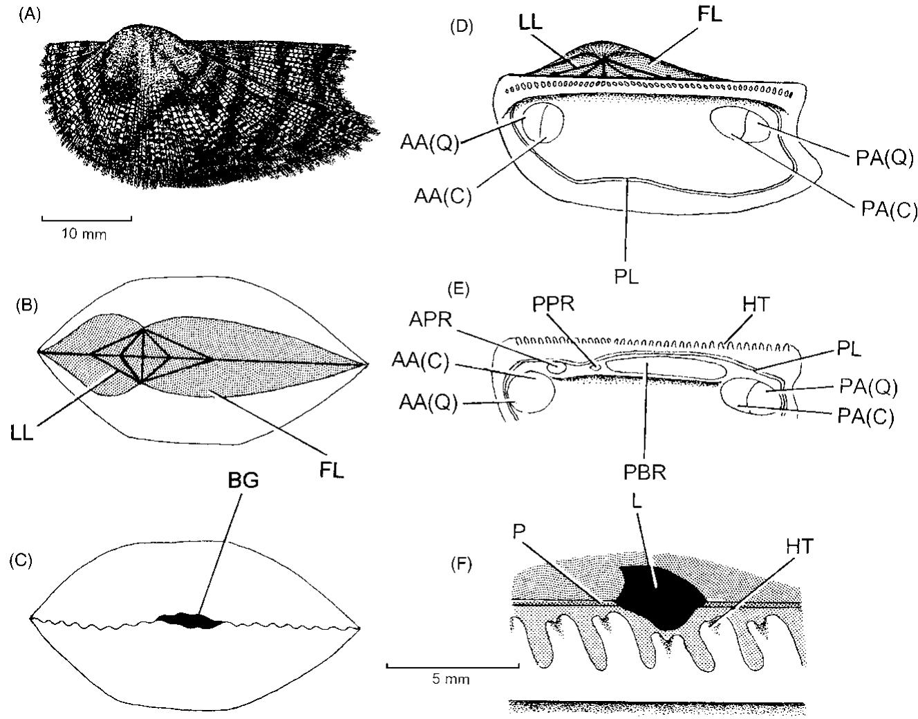 —arca noae shell. —a. left aspect; —b. dorsal aspect; and