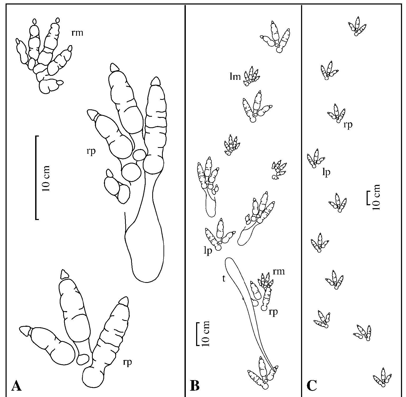 (PDF) The Early Jurassic ornithischian dinosaurian ichnogenus Anomoepus