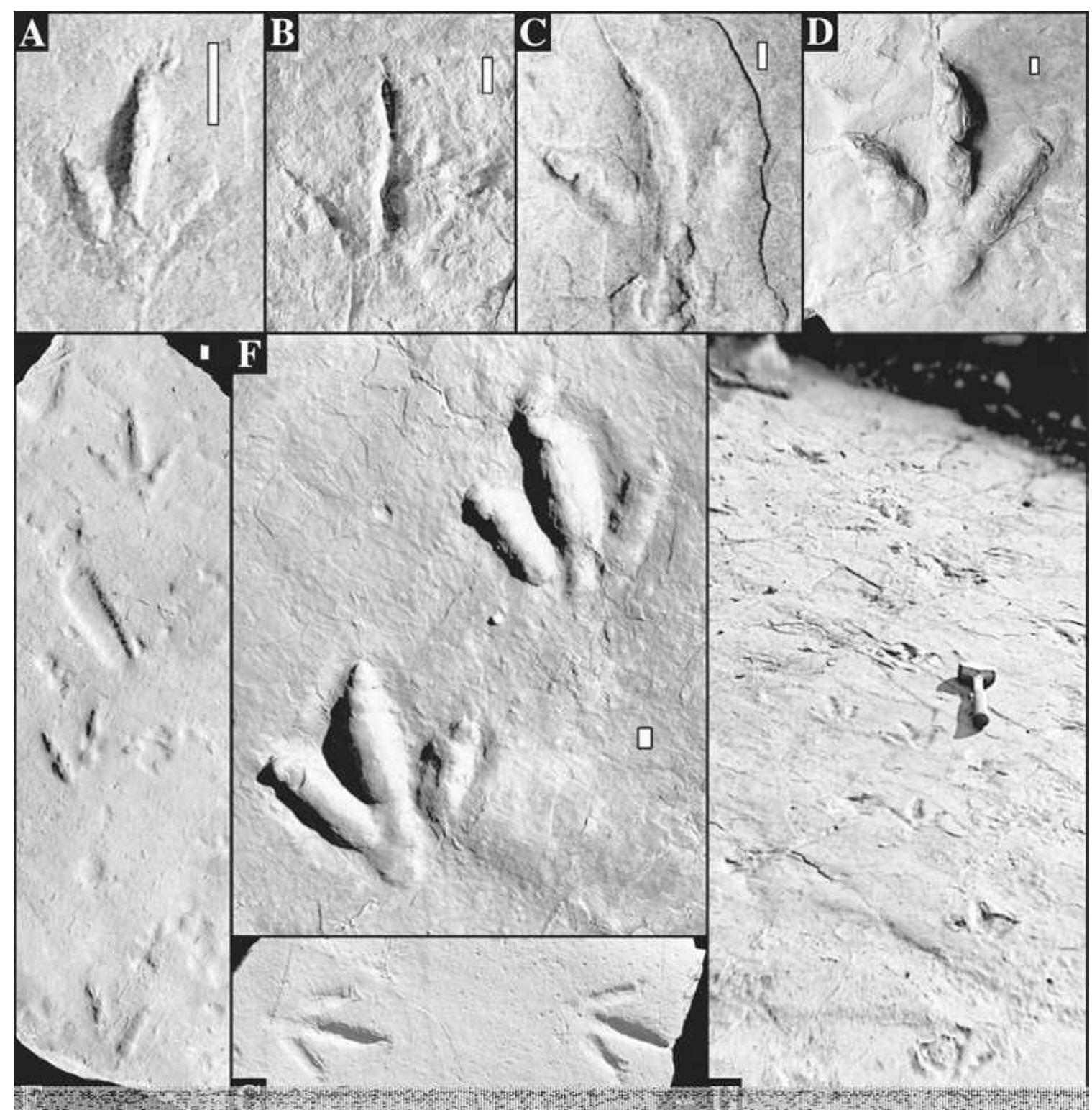 (PDF) The Early Jurassic ornithischian dinosaurian ichnogenus Anomoepus