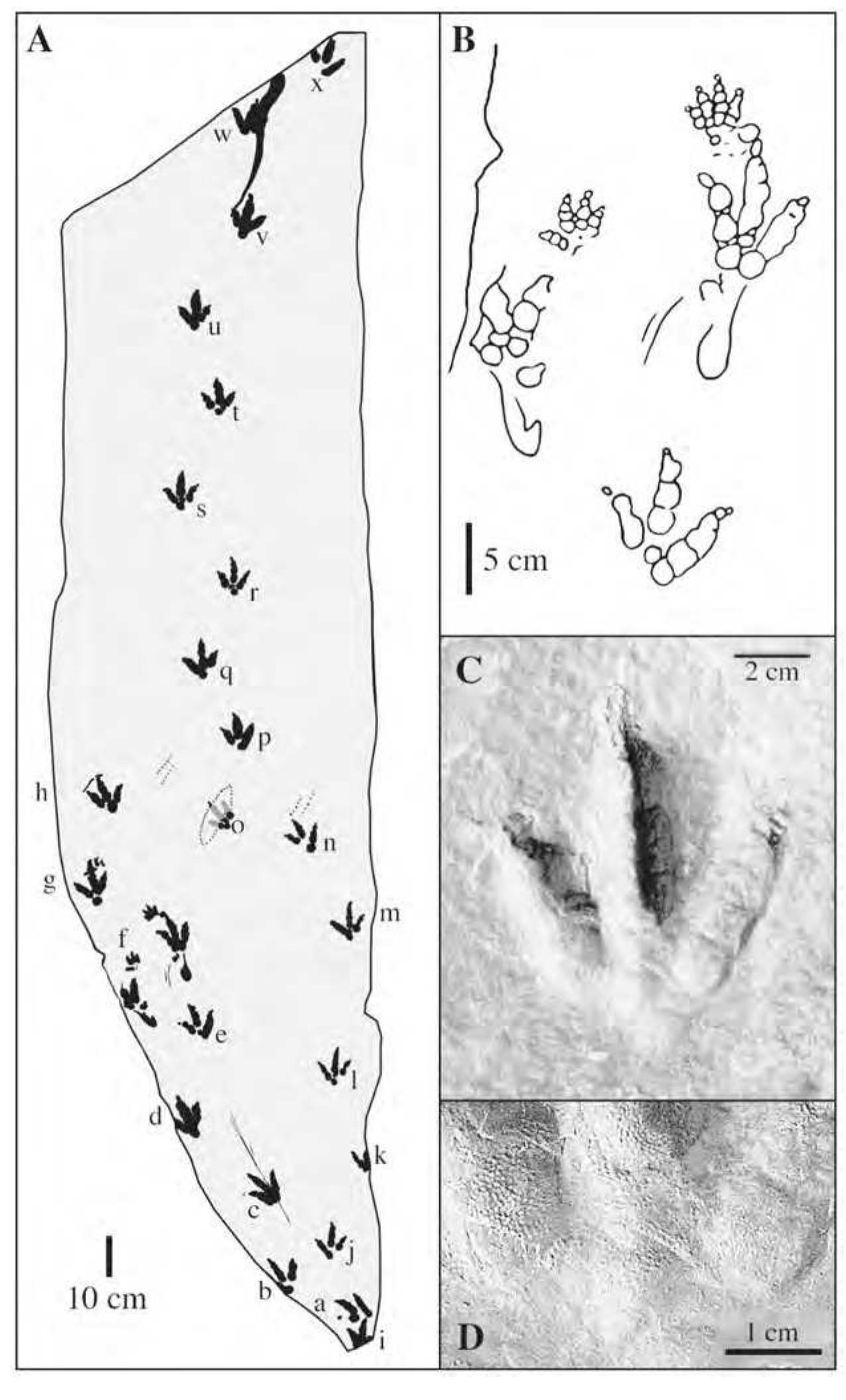 (PDF) The Early Jurassic ornithischian dinosaurian ichnogenus Anomoepus