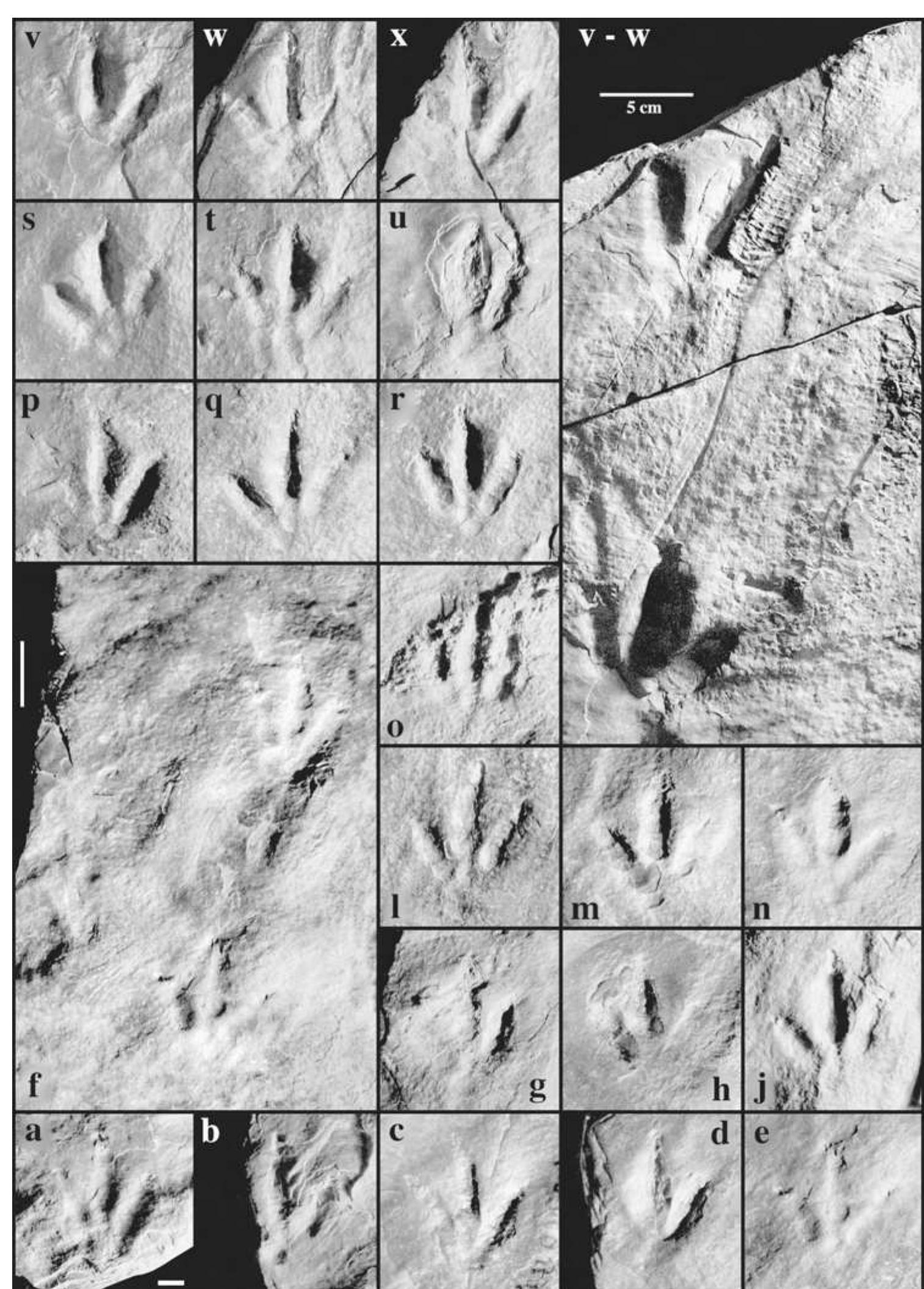 (PDF) The Early Jurassic ornithischian dinosaurian ichnogenus Anomoepus