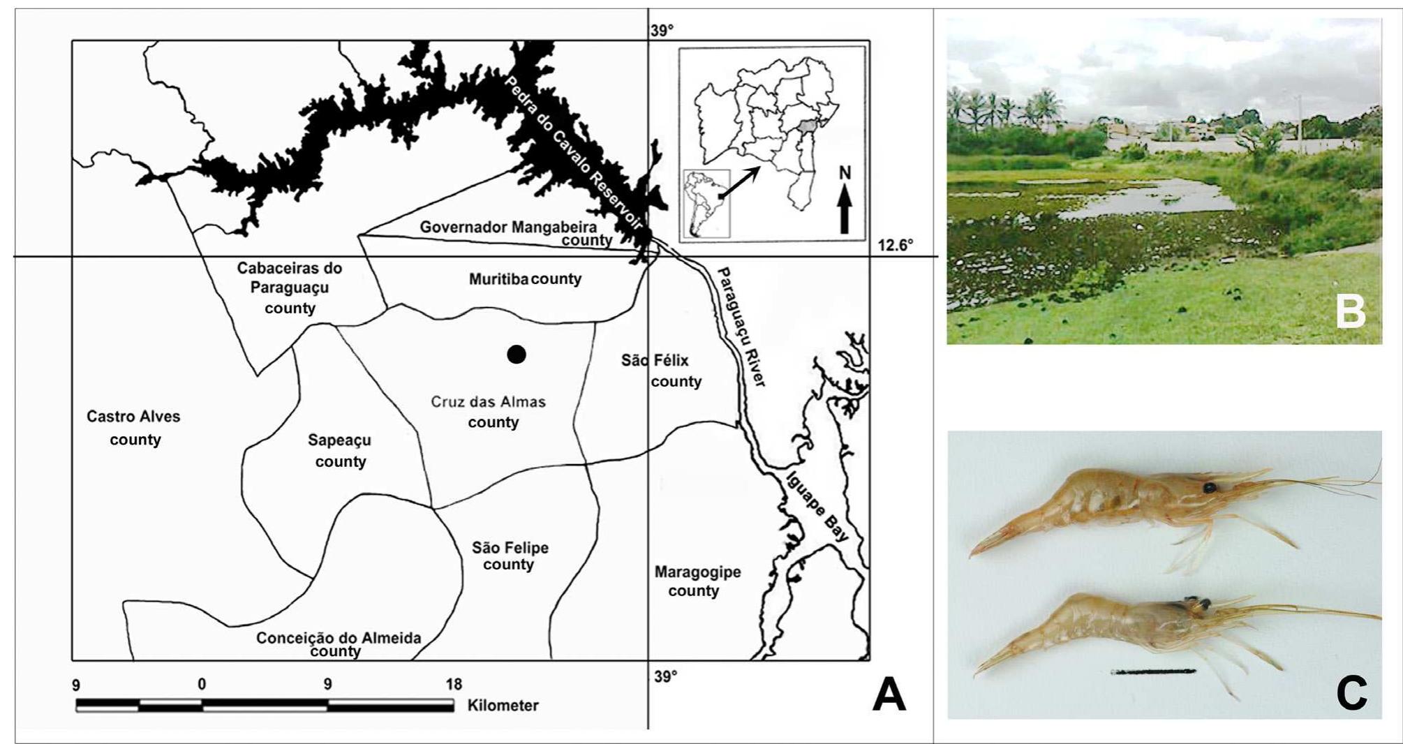 Figure 1 - from Population biology of Macrobrachium jelskii