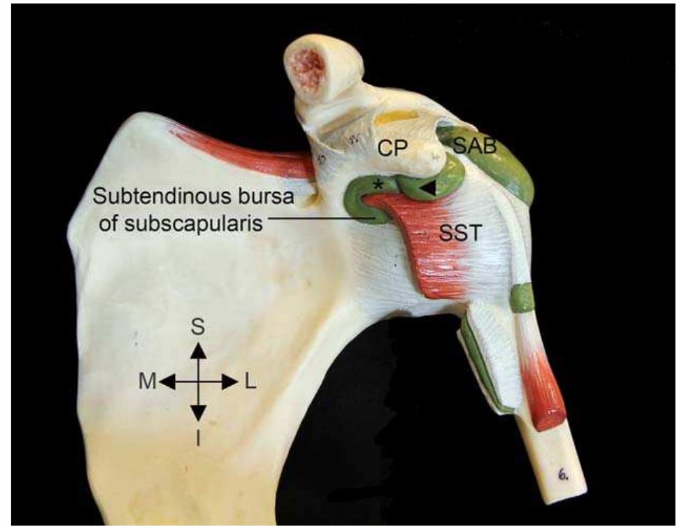 Image of shoulder joint model, anterior view, illustrating