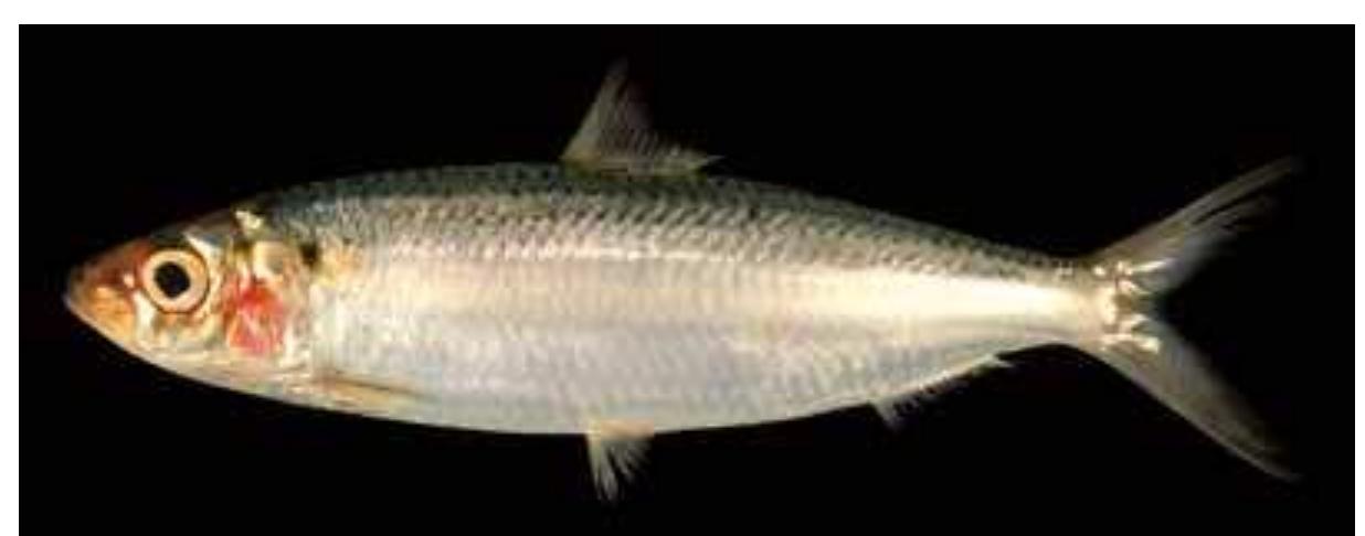 Figure 75 - from Fishes of Terengganu East coast of Malay